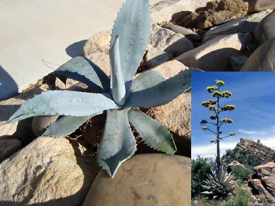 Agave Americana Blue Century Plant Pup Sprout for sale. Grows Huge ...
