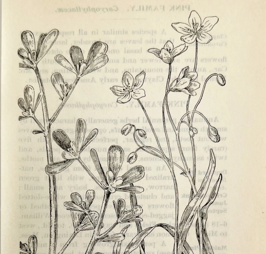 Spring Beauty Wildflower Drawing