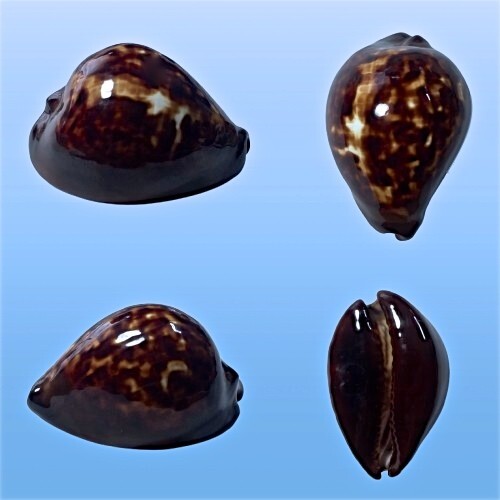 Cypraea, Zoila decipiens, Broome Area,NW. Australia, 56,6 mm, LARGE ...