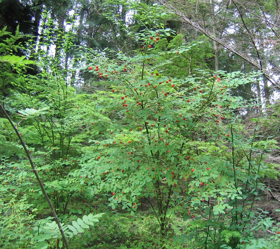 Red Huckleberry, Vaccinium Parvifolium, Shrub Seeds (Edible, Hardy ...