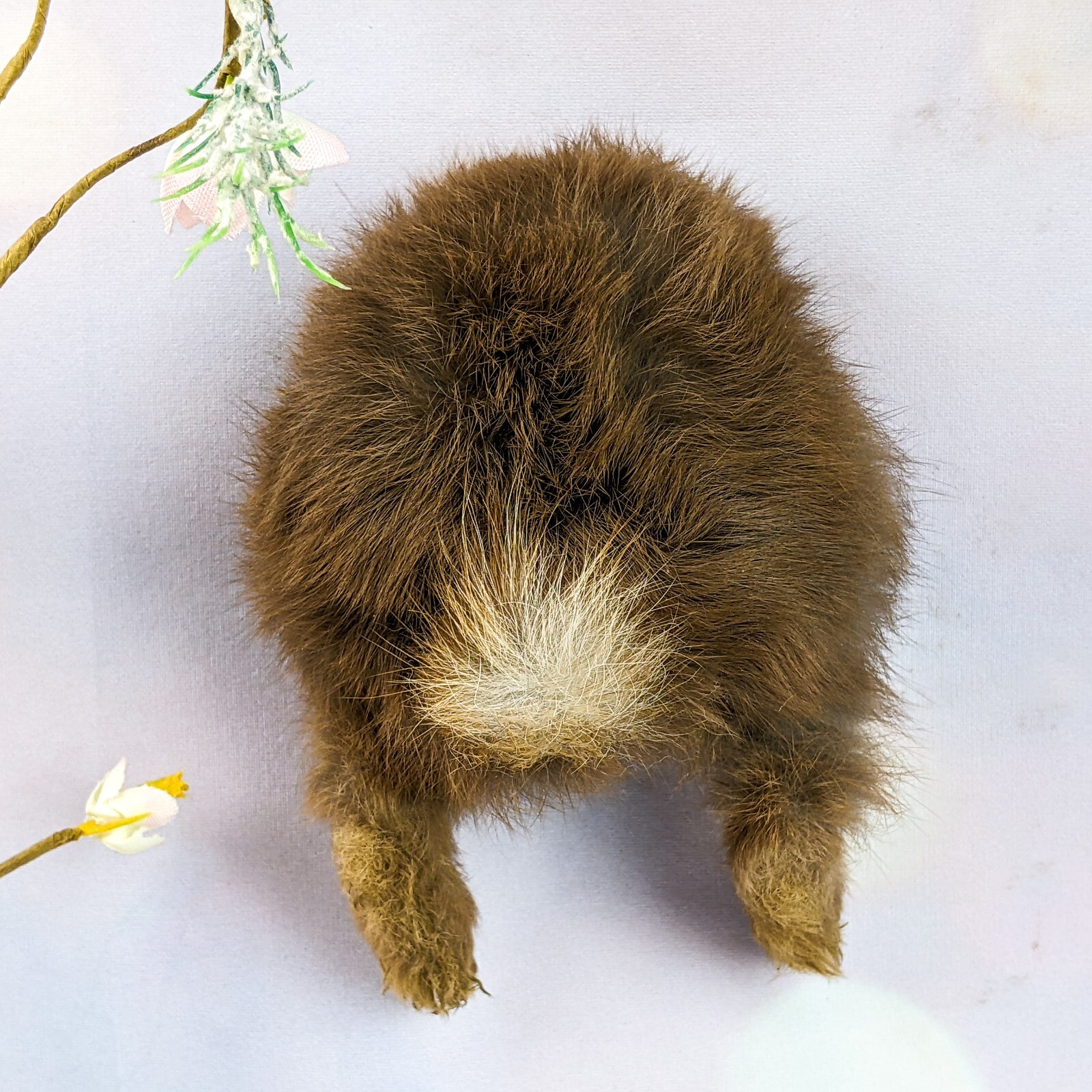 half mount Baby Bunny Rabbit Butt Rump Taxidermy Oddities Curiosity ...