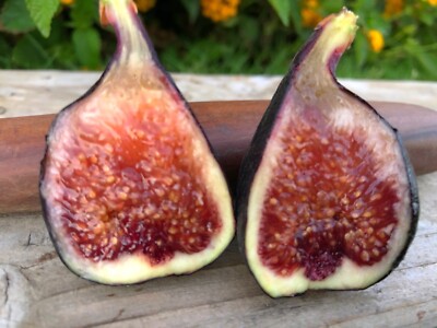 Fig Trees 1 Live Plant -Beers Black” COLD HARDY | eBay