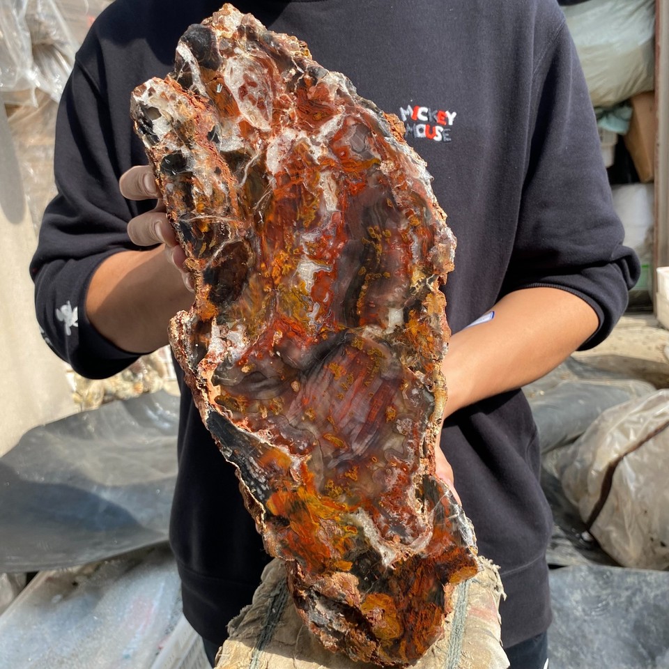 26lb Rare Natural petrified wood rough silicified wood specimen healing ...