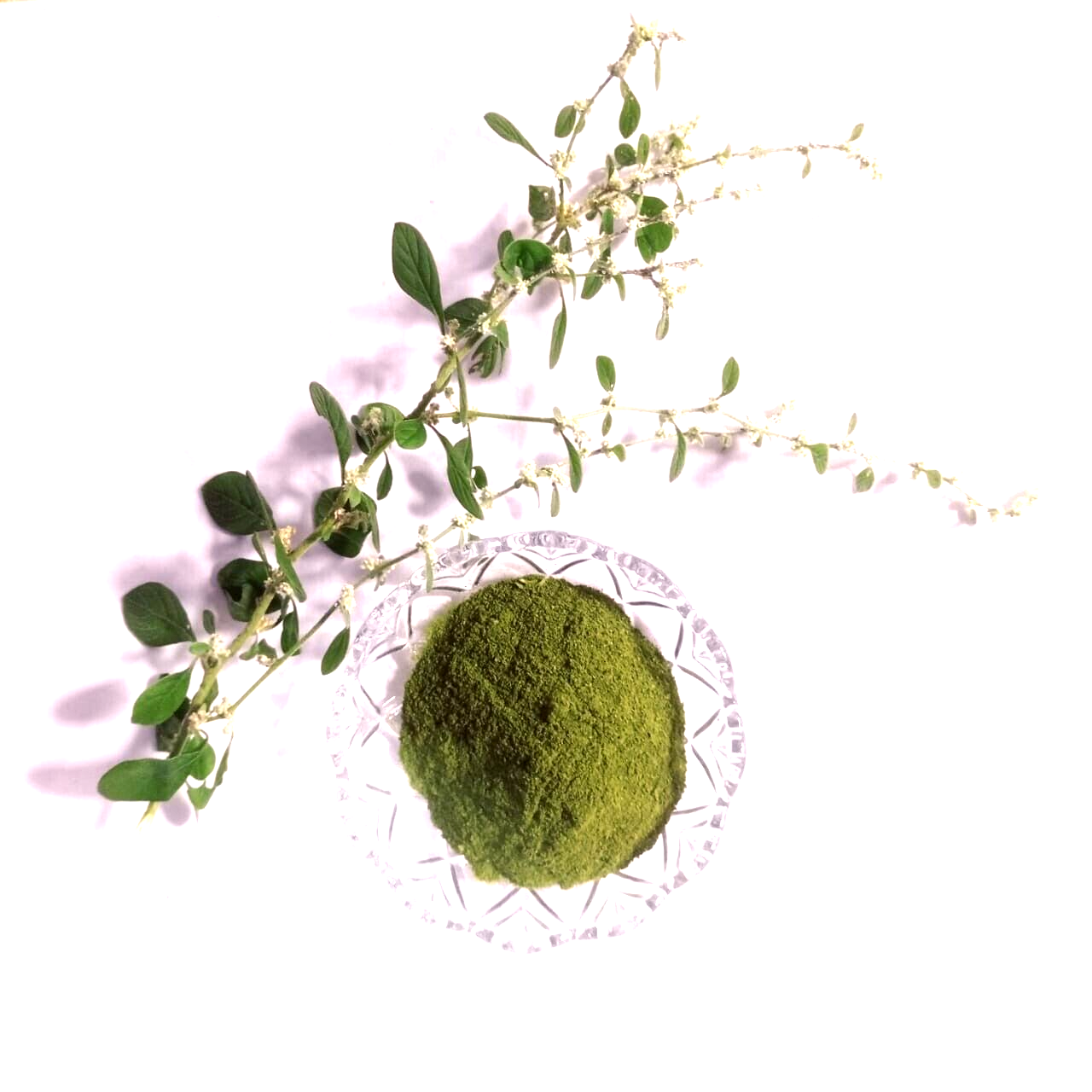 Dried Herbal Drink POLPALA leaves powder Aerva Lanata Kidneys Clean 25g ...