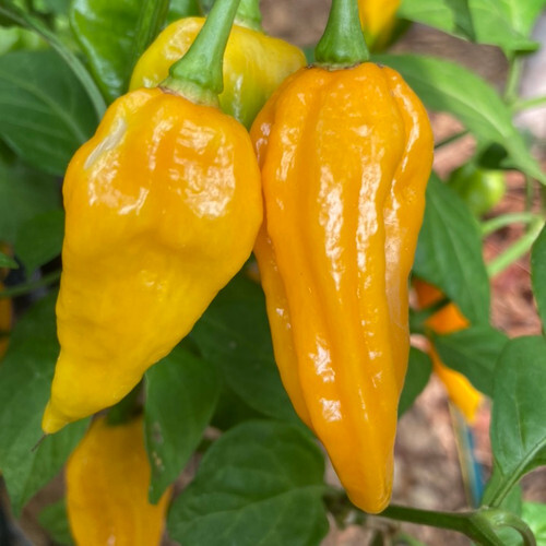 Fatalii Pepper Seeds | Hot Pepper | Heirloom / Non-GMO | Free Shipping ...