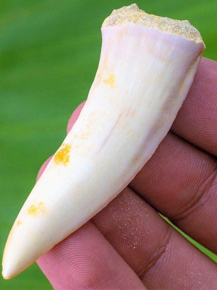 ENCHODUS TOOTH REAL FOSSIL EXTINCT GIANT FISH ANCESTOR SHARK SABERTOOTH ...