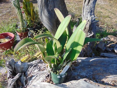 Blc. Yoko KIlbourne 'Hawaii' Bloom size 4" pot LARGE PLANT | eBay