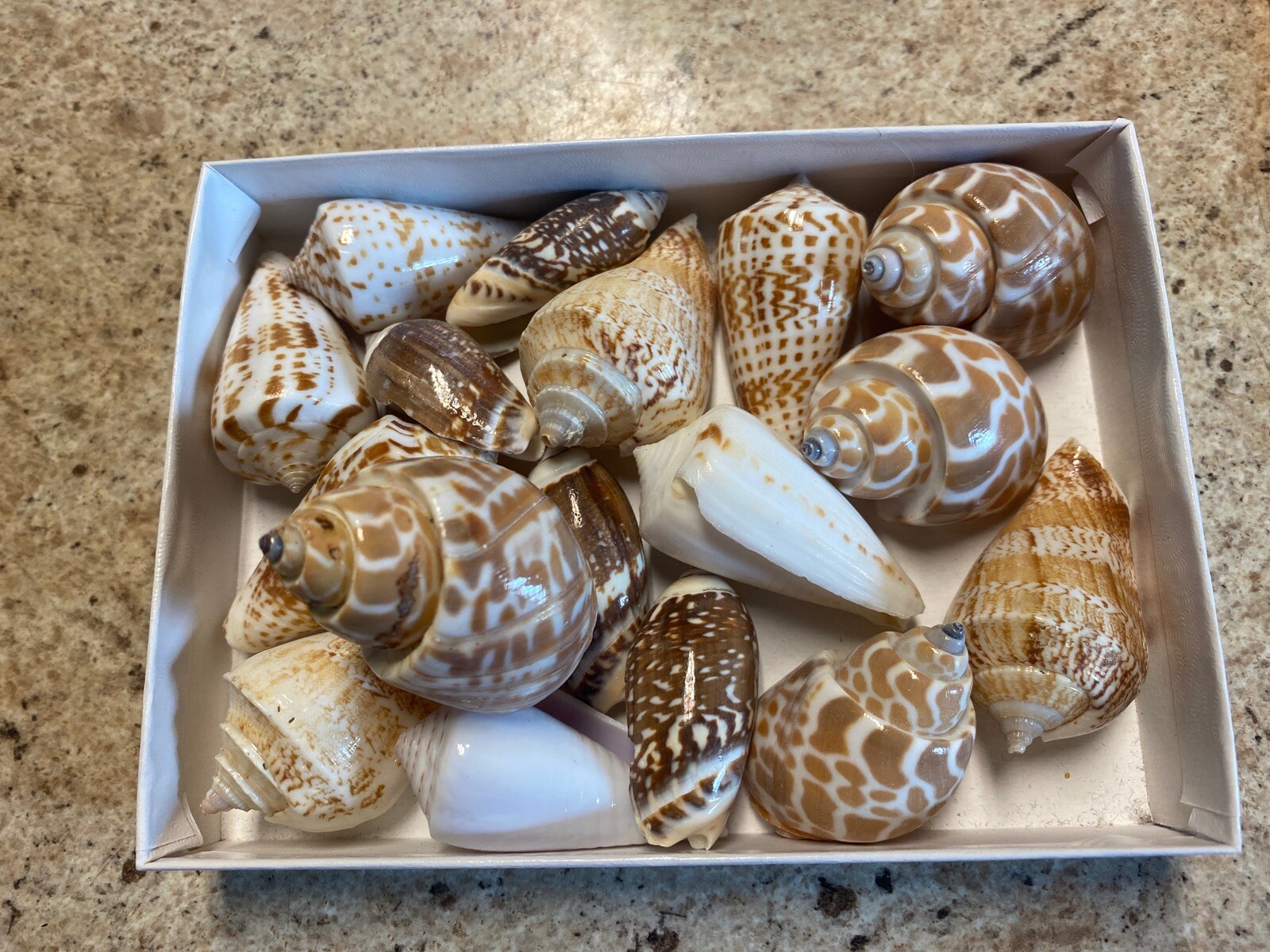 Lot of 17 Seashells, some Babylonia SHELL, CRAFT SHELL LOT, NATURAL ...
