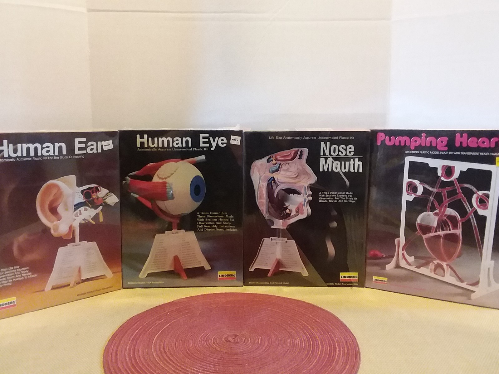 Lindberg Body Parts Visible Human Body 1/6 Scale Plastic Model Kit Lot ...