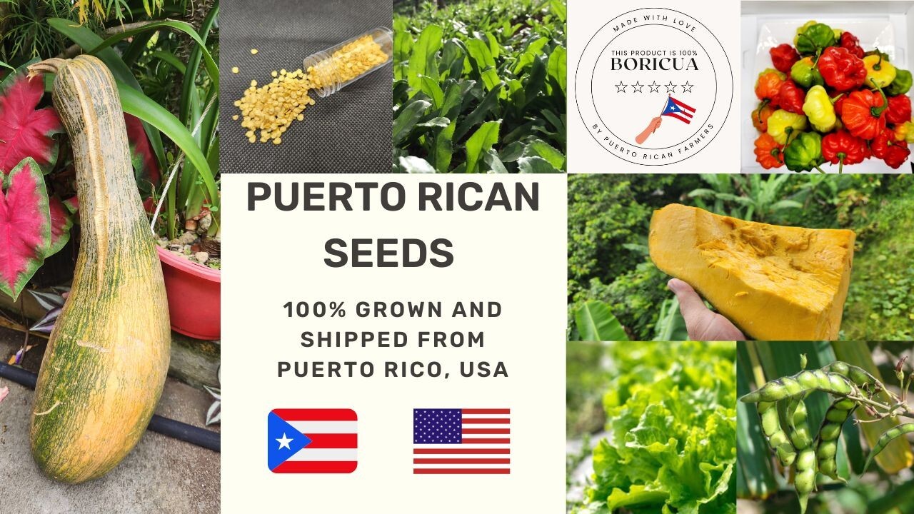 Seeds from Puerto Rico, Organic, NON-GMO, Sofrito, garden, hydroponic ...