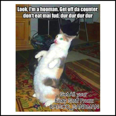 Fridge Fun Refrigerator Magnet "LOOK IM A HOOMAN" Cat Meme Funny ...