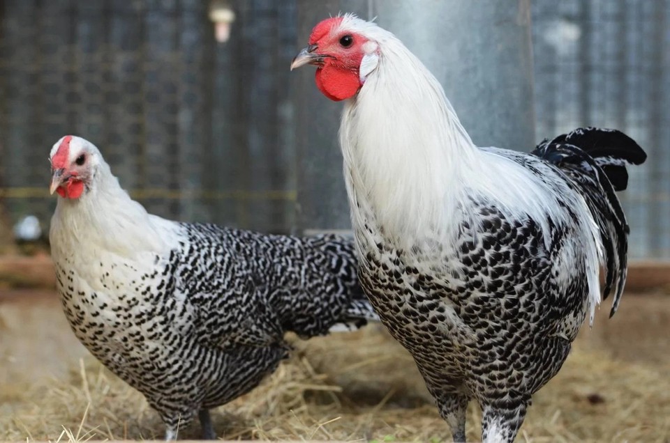 6+ Golden & Silver Deathlayer Hatching Eggs -Rare | eBay