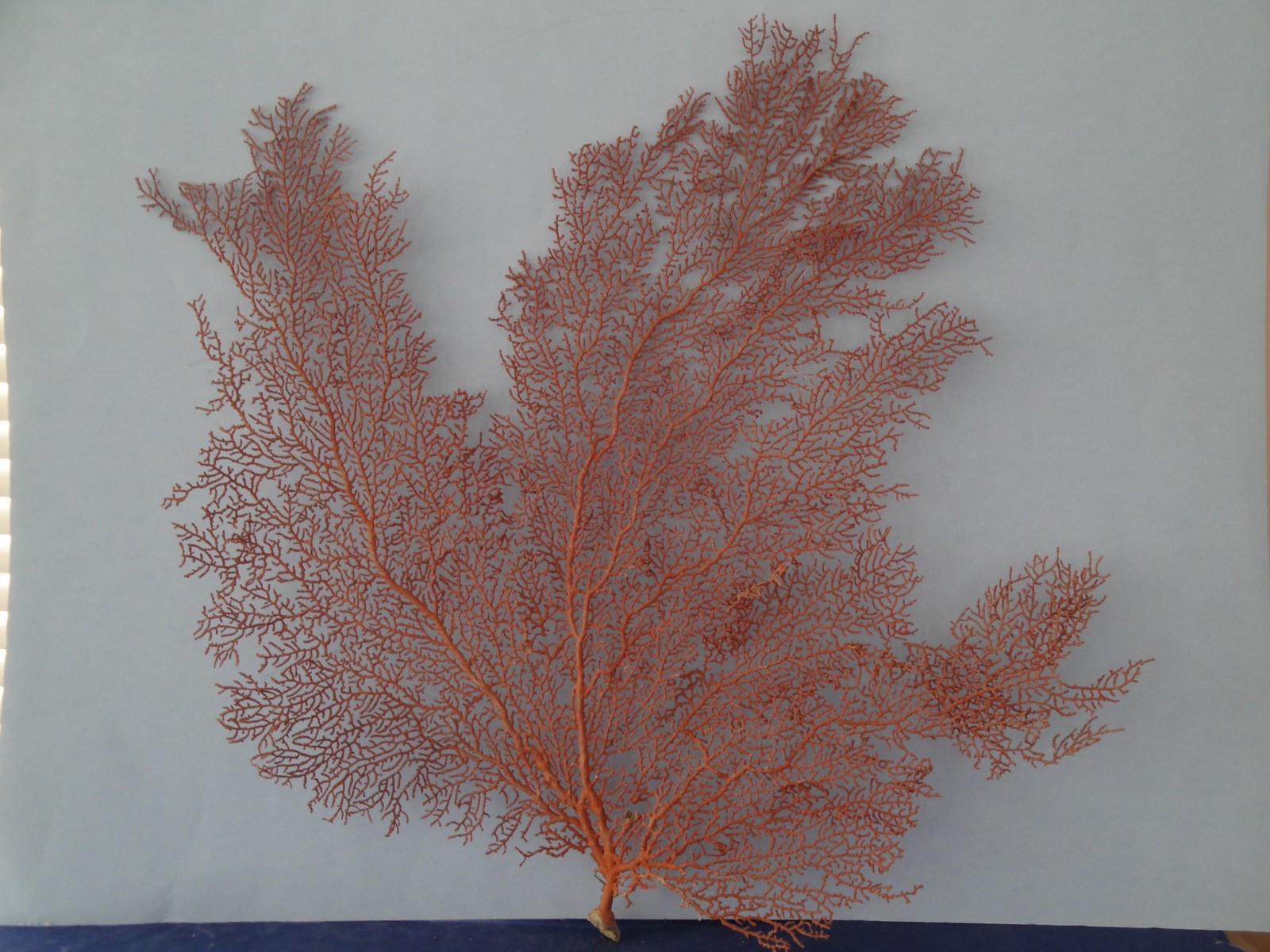 20"x 19" Large Pacifigorgia Red Sea Fan Seashells Reef Coral | eBay