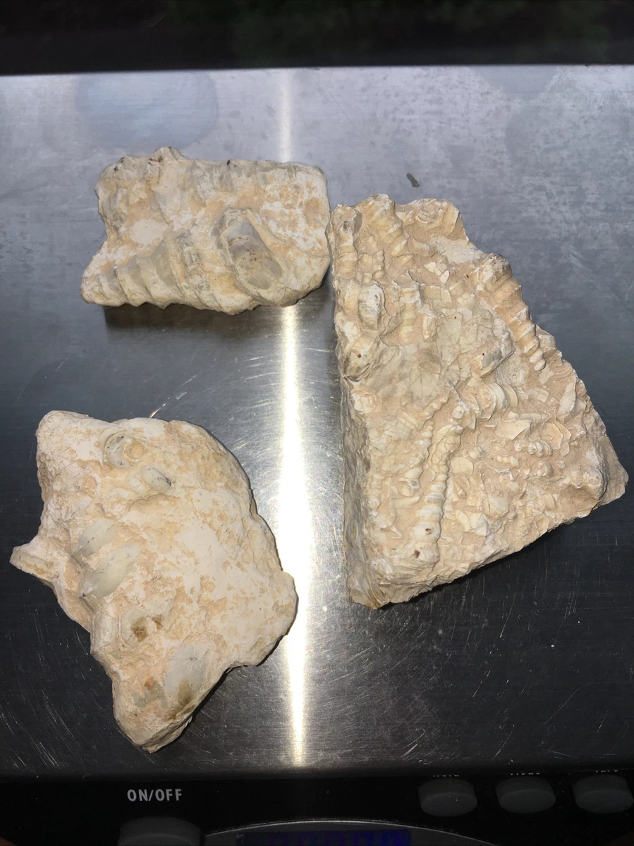 Dolomite Rock Fossil