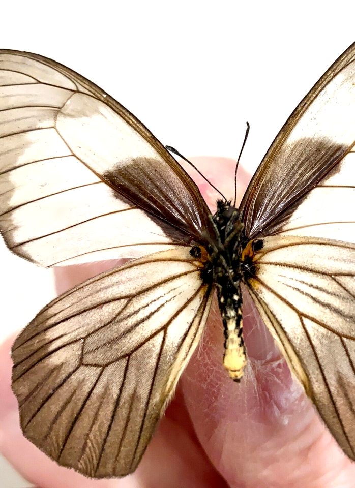 Insect Butterfly Papilionidae Graphium hachei moebii-Rarely Offered ...