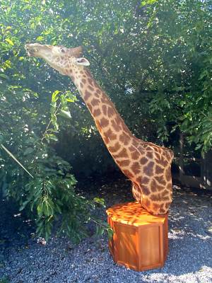 Reticulated Giraffe Shoulder Mount - taxidermy mounts for sale | eBay