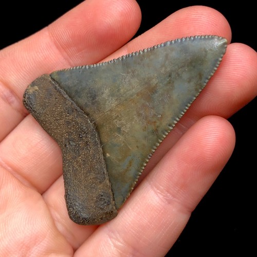 Stunning NC Great White Shark Tooth Fossil Sharks Teeth Fossils Ocean ...