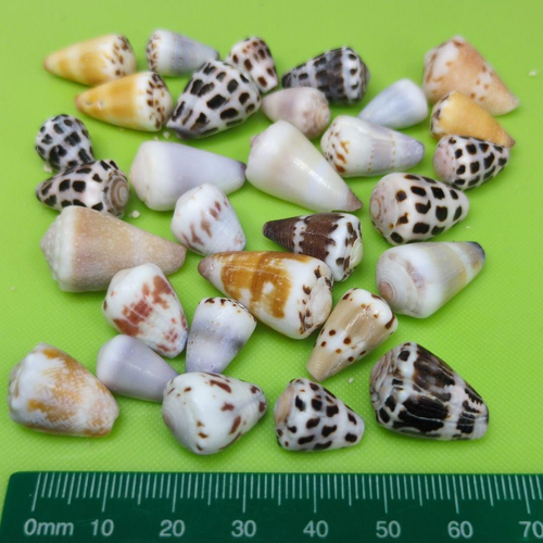 Cone Shell from japan Surf-Tumble small Shells of Okinawa | eBay