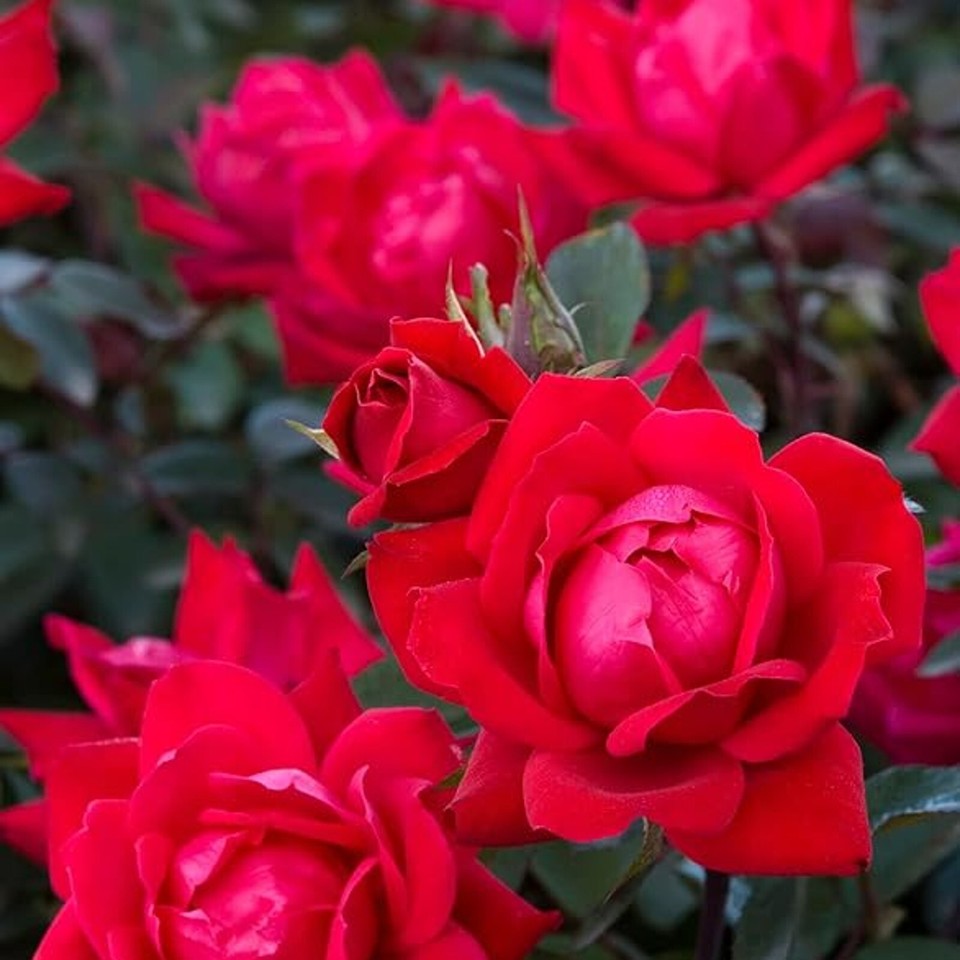 Ruby Wedding Rose Plant - 40th Wedding Anniversary Gift - Living Plant ...