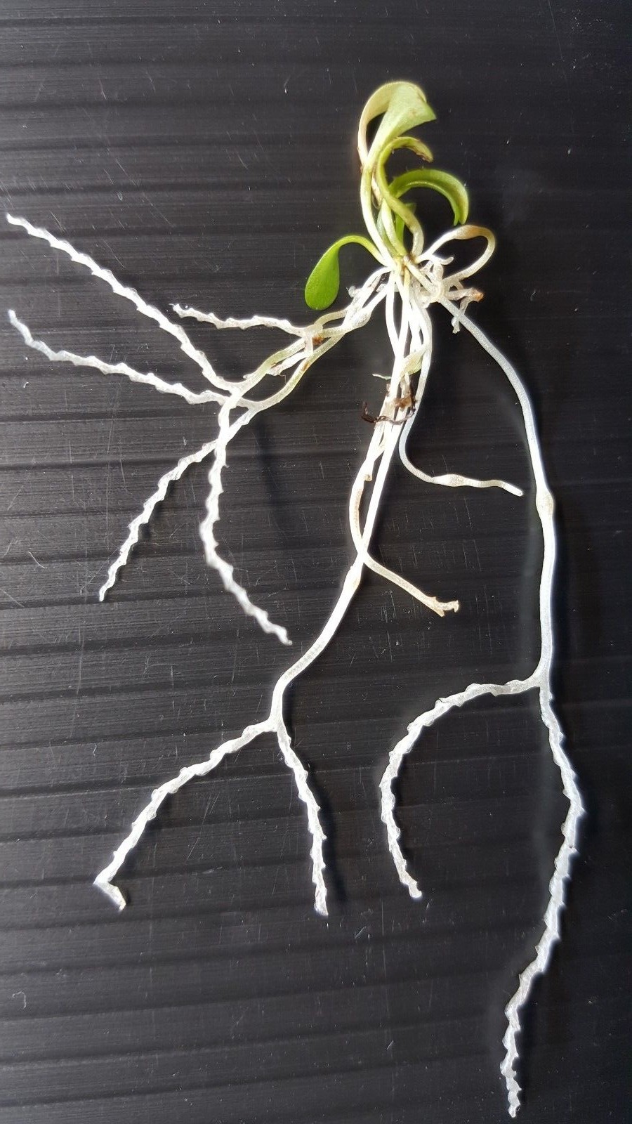 Genlisea plants, different species. Africana, aurea, flexuosa, violacea ...