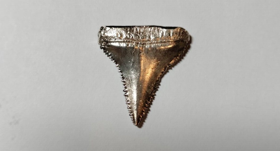 Silver SHARK TOOTH Collection 1 oz Frank Mundus 'Quint' JAWS 1 oz .999 ...