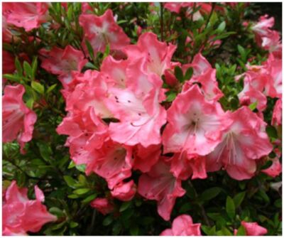 Dwarf Japanese Azalea Japonica Frosted Orange | Semi-Evergreen Shrub ...