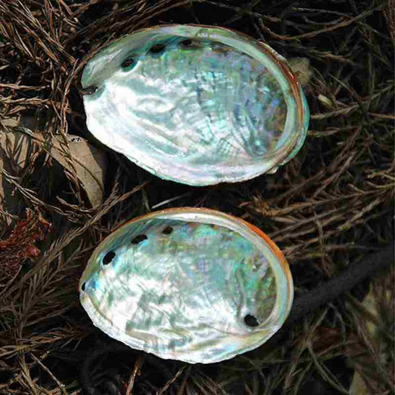 Abalone Shell Natural Large Sea Shells Unpolished 3 Sizes Available 10 ...