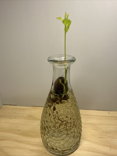 Oregon White Oak Tree Starter Planter Vase - Acorn Tree Growing | eBay