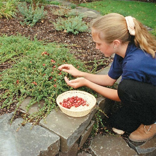 5 x Stevens Cranberry Vine - Bare Root Plugs | eBay