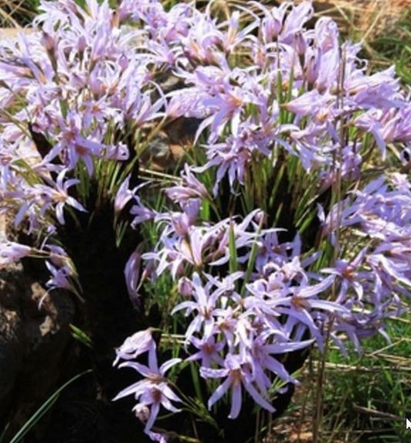 Xerophyta Retinervis, Black Stick Lily Rare Cold and Drought Hardy - 30 ...