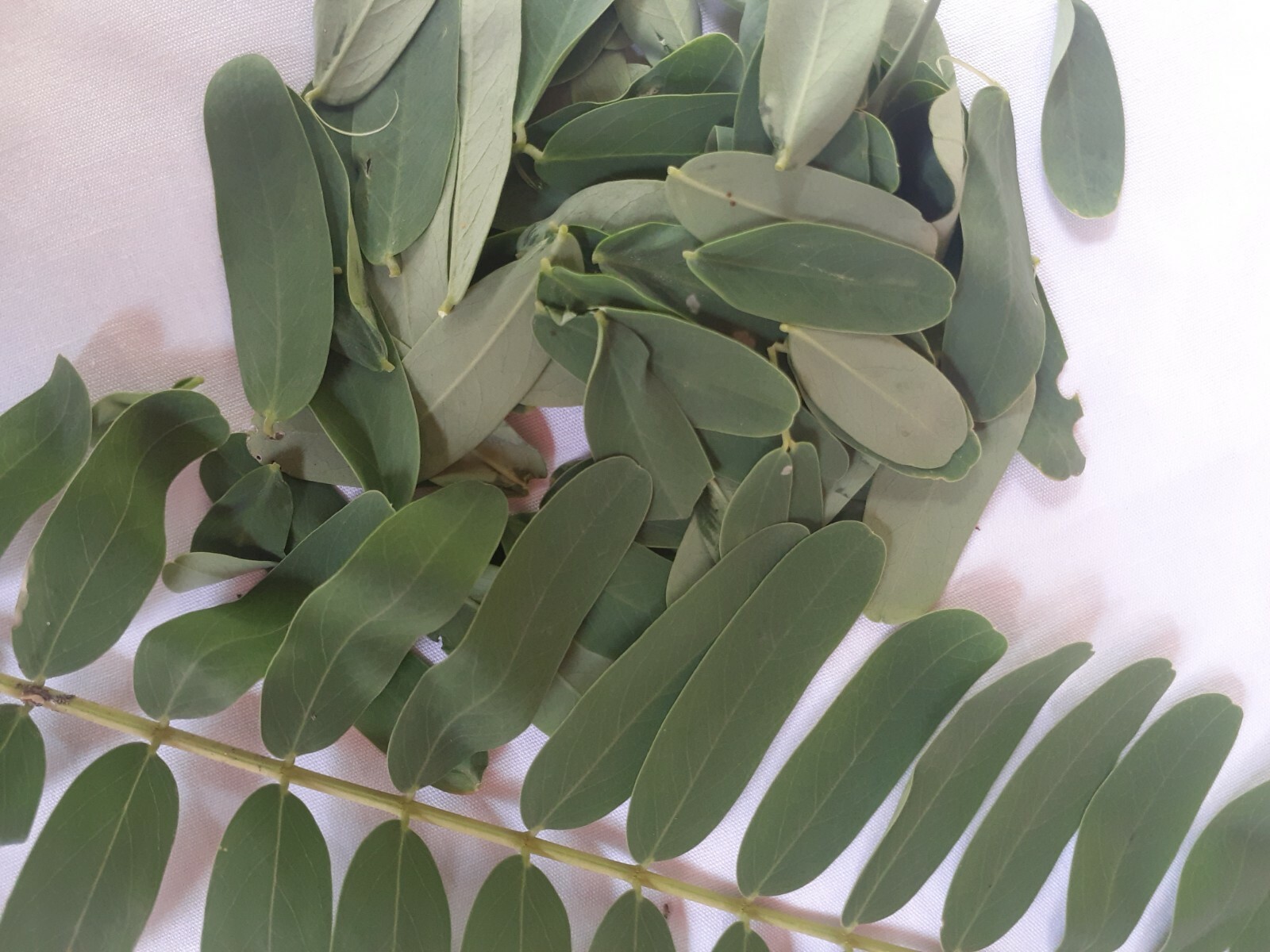 Dried Kathurumurunga Leaves Sesbania Grandiflora Hummingbird Leaves for ...