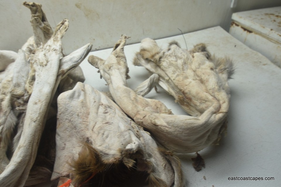 7-SALTED WHITETAIL DEER CAPES (7 capes for $500) | eBay