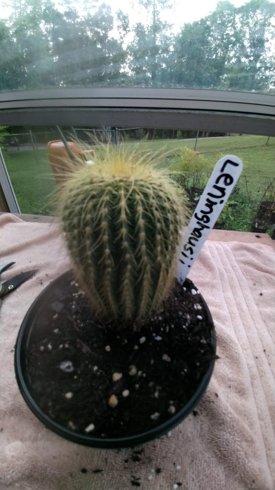 Notocactus leninghausii Golden Rod Columnar Cactus | eBay