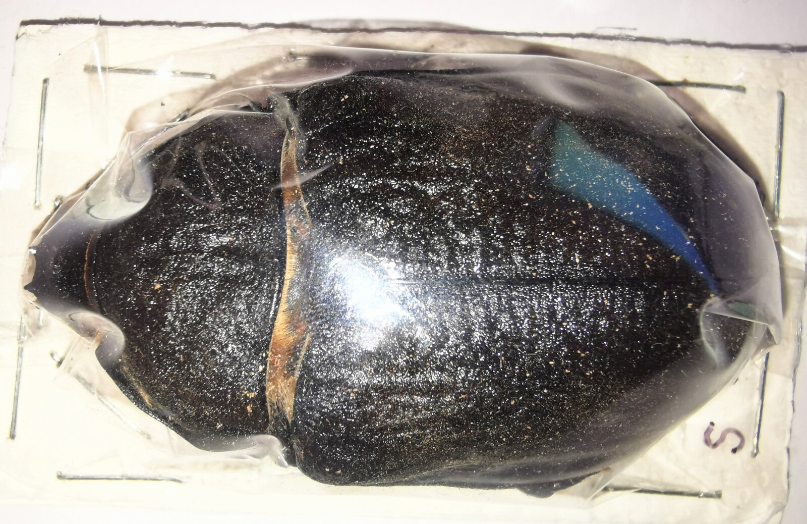 Dynastinae Megasoma actaeon 63-64mm SMALL A1 FEMALE from FRENCH GUIANA ...