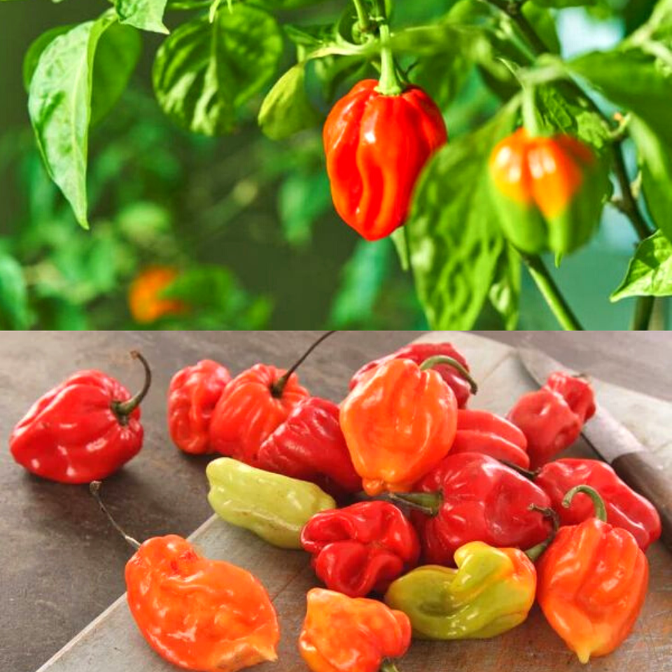 Scotch Bonnet Pepper Super Hot Spicy Nai Miris Endemic Dried Fresh ...