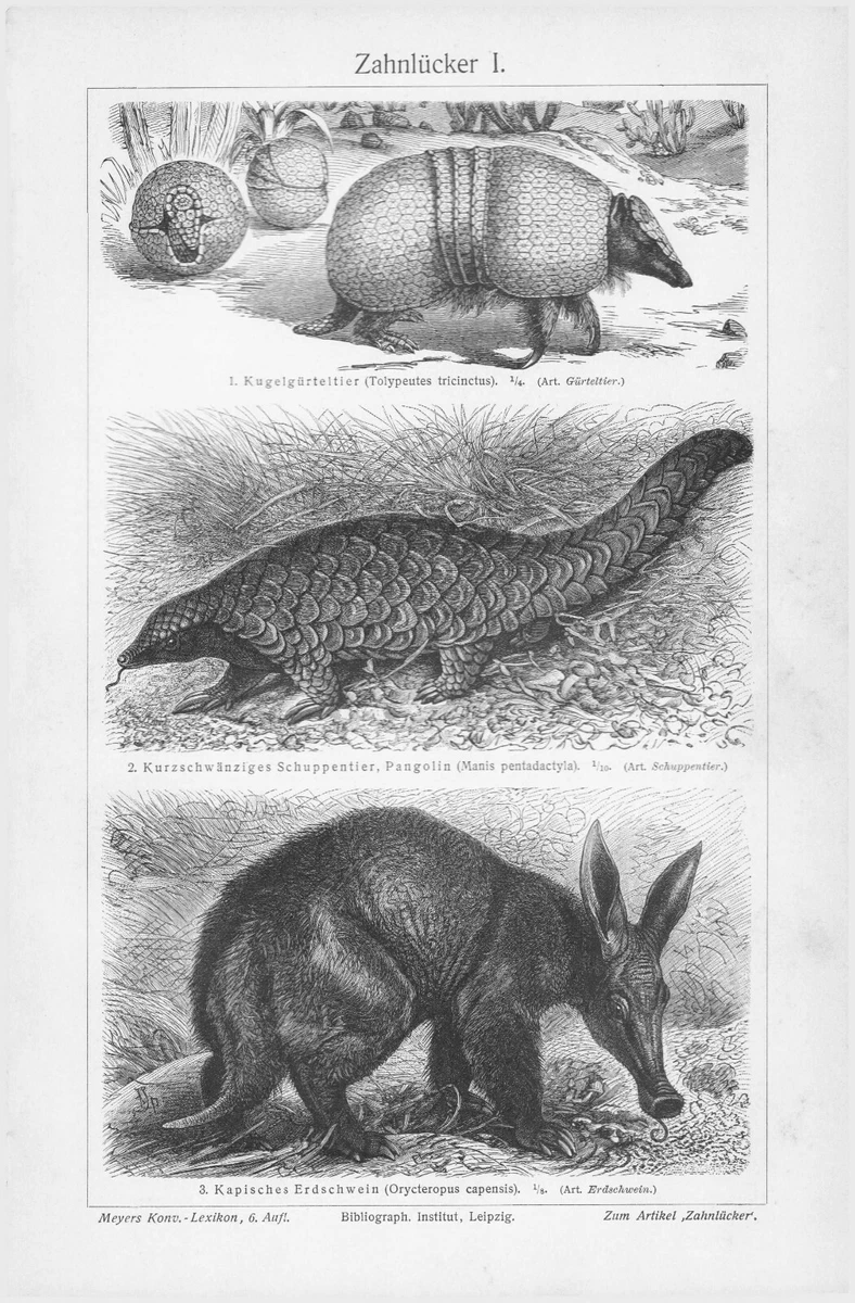 Armadillo And Aardvark