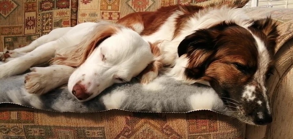 Non-slip vet bed.Pro.quality,1300g fleece veterinary bed;2-5m rolls.💕 ...