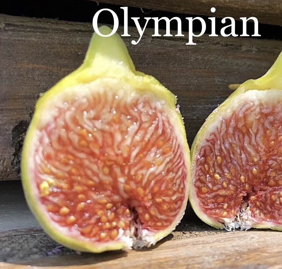 Fig Trees Cold Weather Combo 2 Trees | eBay