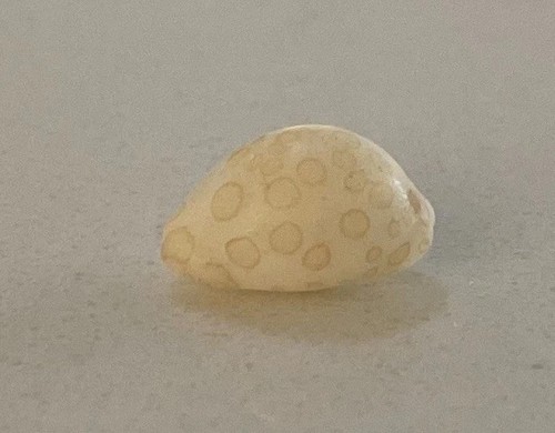 Extremely rare! Cypraea mariae 11mm Sea Shell Cowrie Shell gorgeous ...