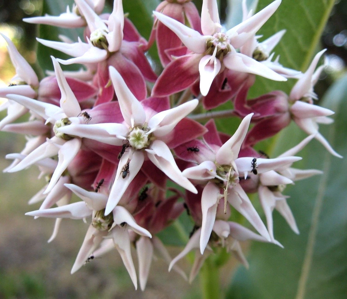 Asclepias Speciosa Monarch