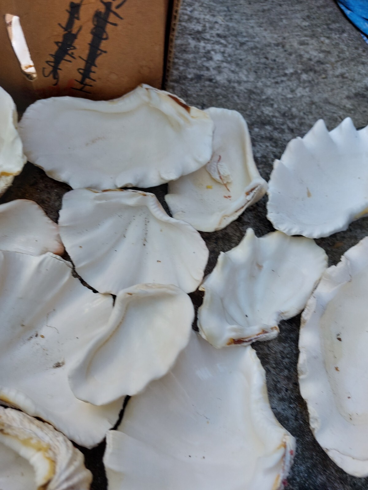 42 Natural Half Clam Shell bulk 19cm to 4cm lot | eBay Australia