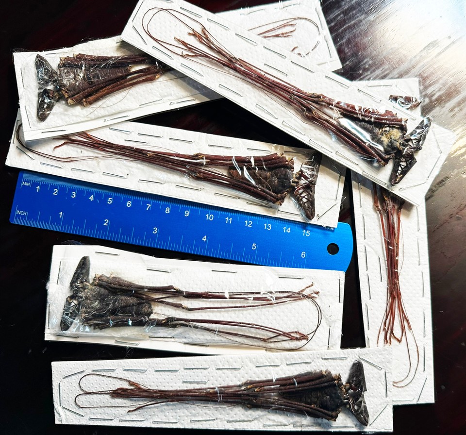 Phryna grossetatai LRG Giant Peru Cave Spider Alien Unmounted/Folded ...