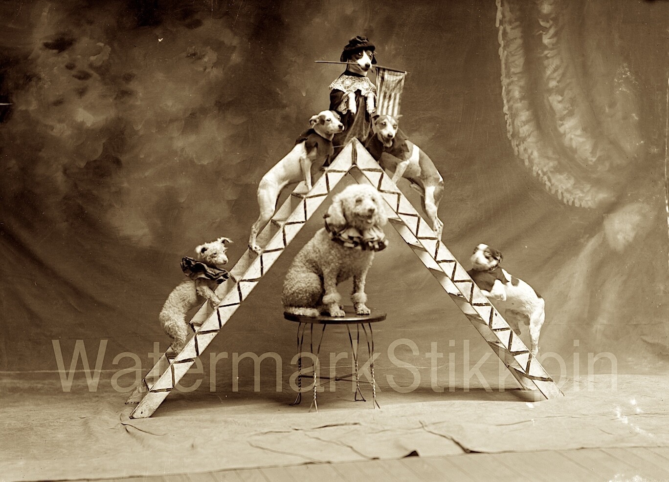 1910 era Glass photo Negative DOG Tricks Traveling Circus Vaudeville ...
