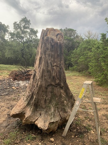 Giant Petrified Wood Tree Stump 8ft Tall One of a kind fossil River ...