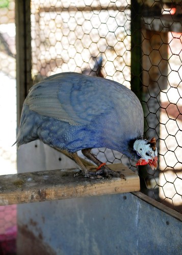 12 Coral Blue Guinea Hatching Eggs | eBay