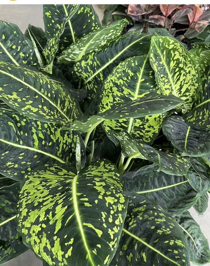 dieffenbachia plants | eBay