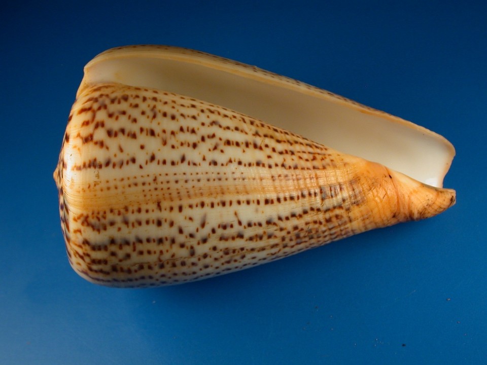Conus suratensis, Dark Pattern, Large 111.5mm, Solomons Shell G4226 | eBay