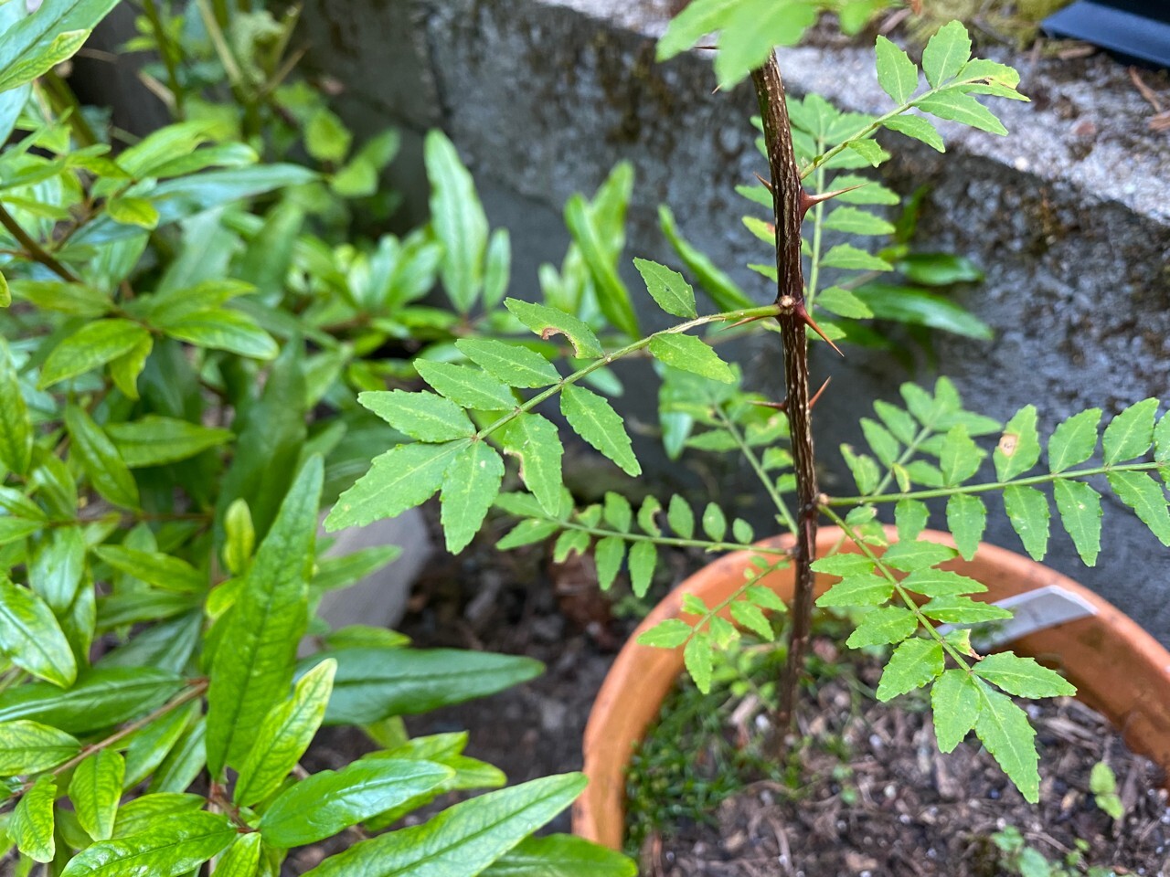 Sansho (Zanthoxylum piperitum, Japanese Pepper Tree) 4 Fresh Cuttings ...