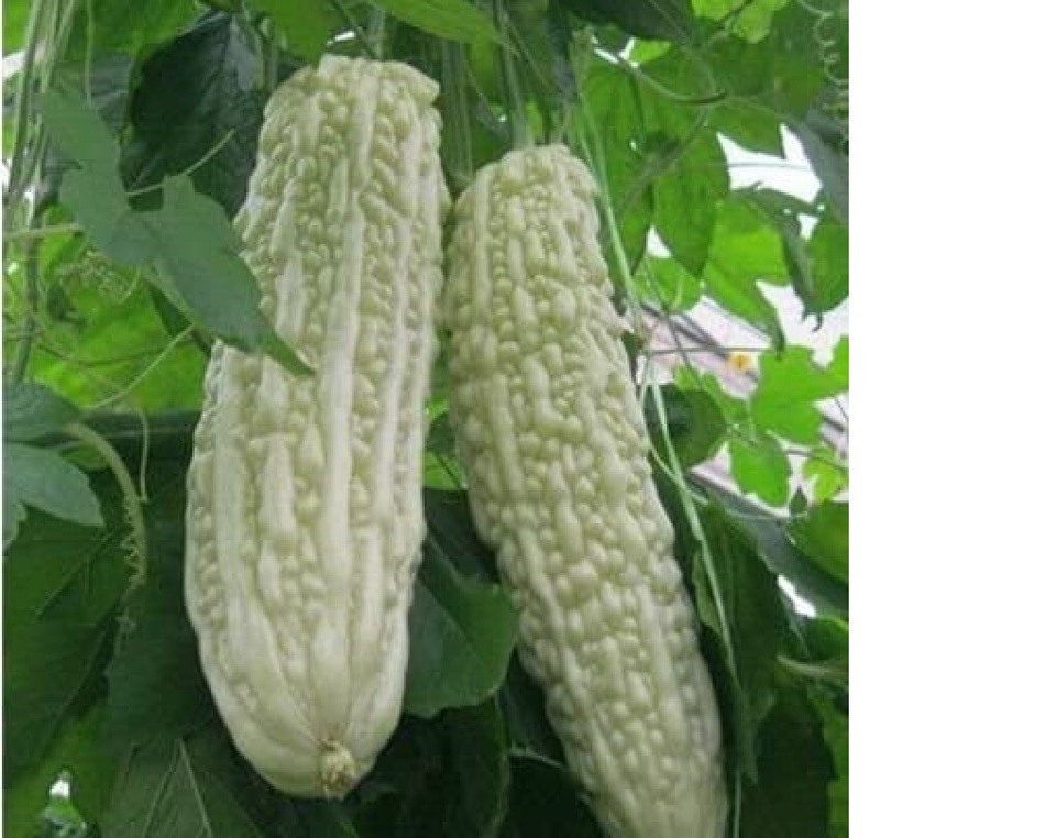 10+ Green / White Skin Long Bitter Melon Gourd Seeds Ku Gua Asian ...