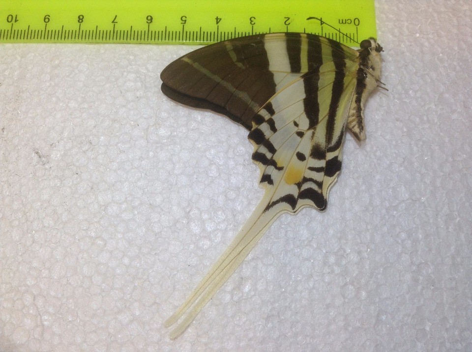 IND 00 A+/ A Graphium androcles Swordtail JUMBO Papilio | eBay